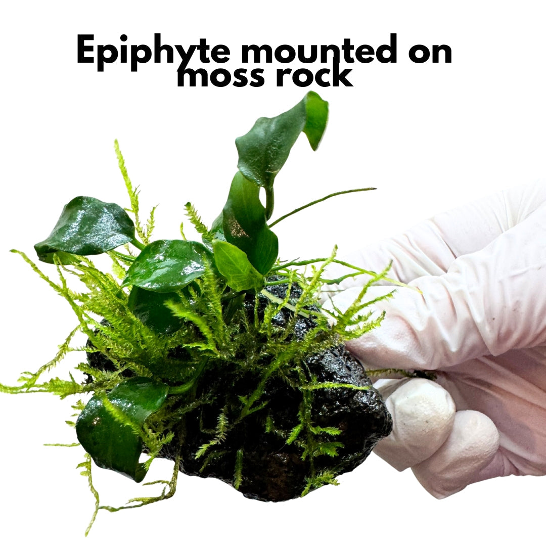 Moss Rocks Care Guide – DriftAqua